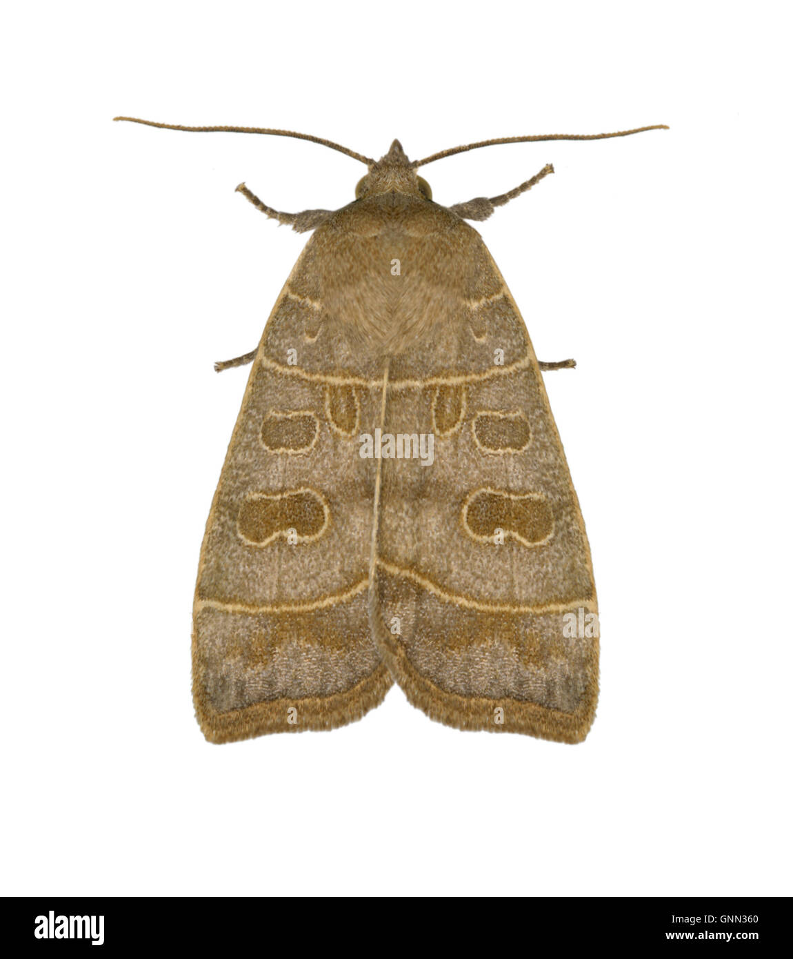 The olive moth hi-res stock photography and images - Alamy