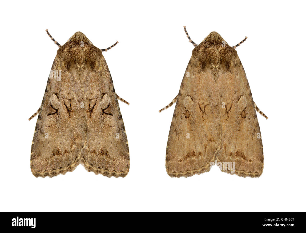 Shears moth Cut Out Stock Images & Pictures - Alamy