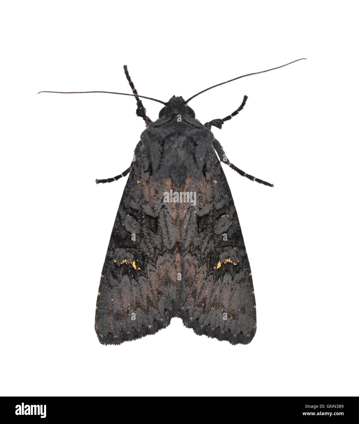 Black rustic moth hi-res stock photography and images - Alamy