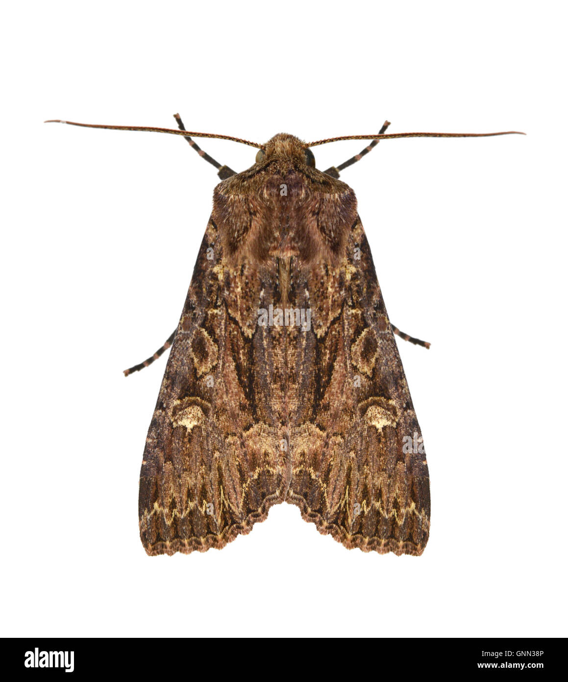 2250 Cut Out Stock Images & Pictures - Alamy