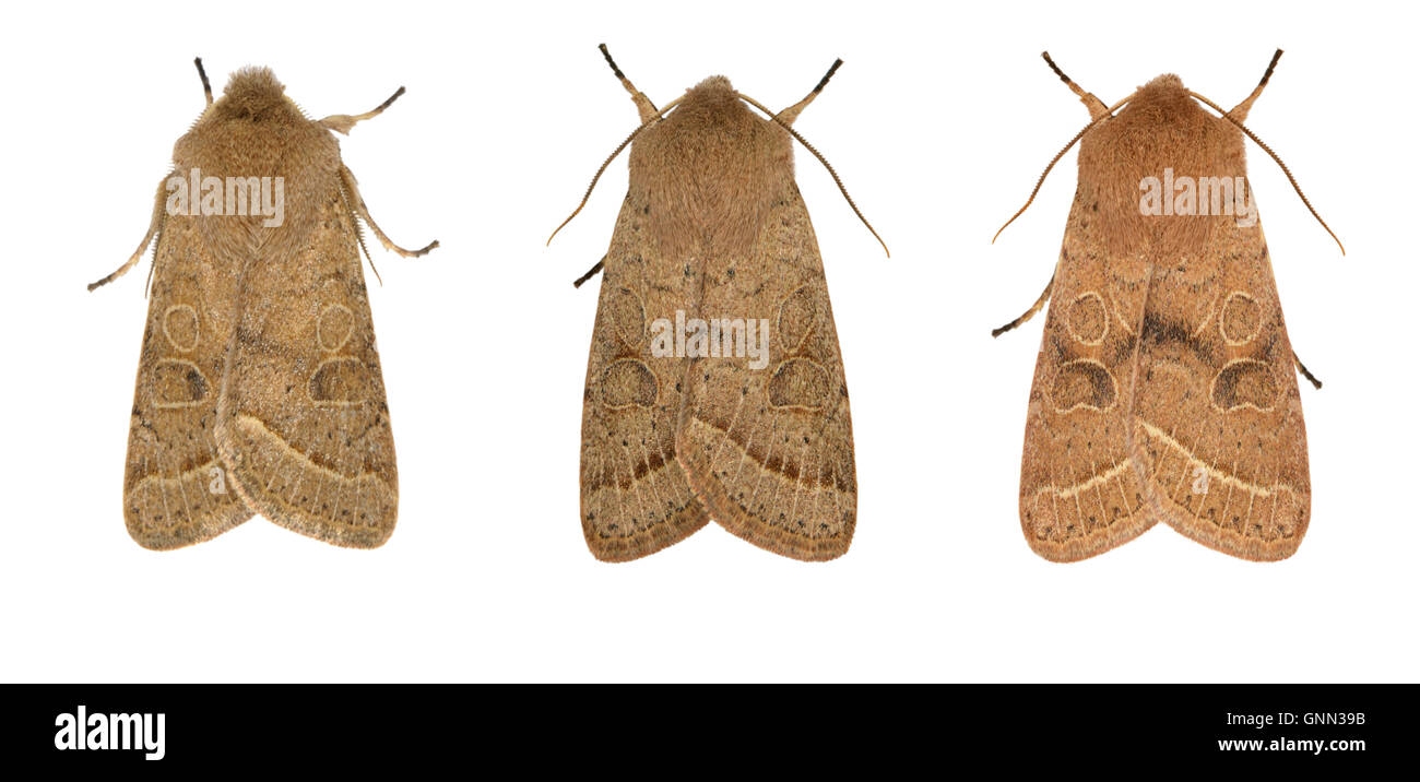 Common Quaker Moth High Resolution Stock Photography and Images - Alamy