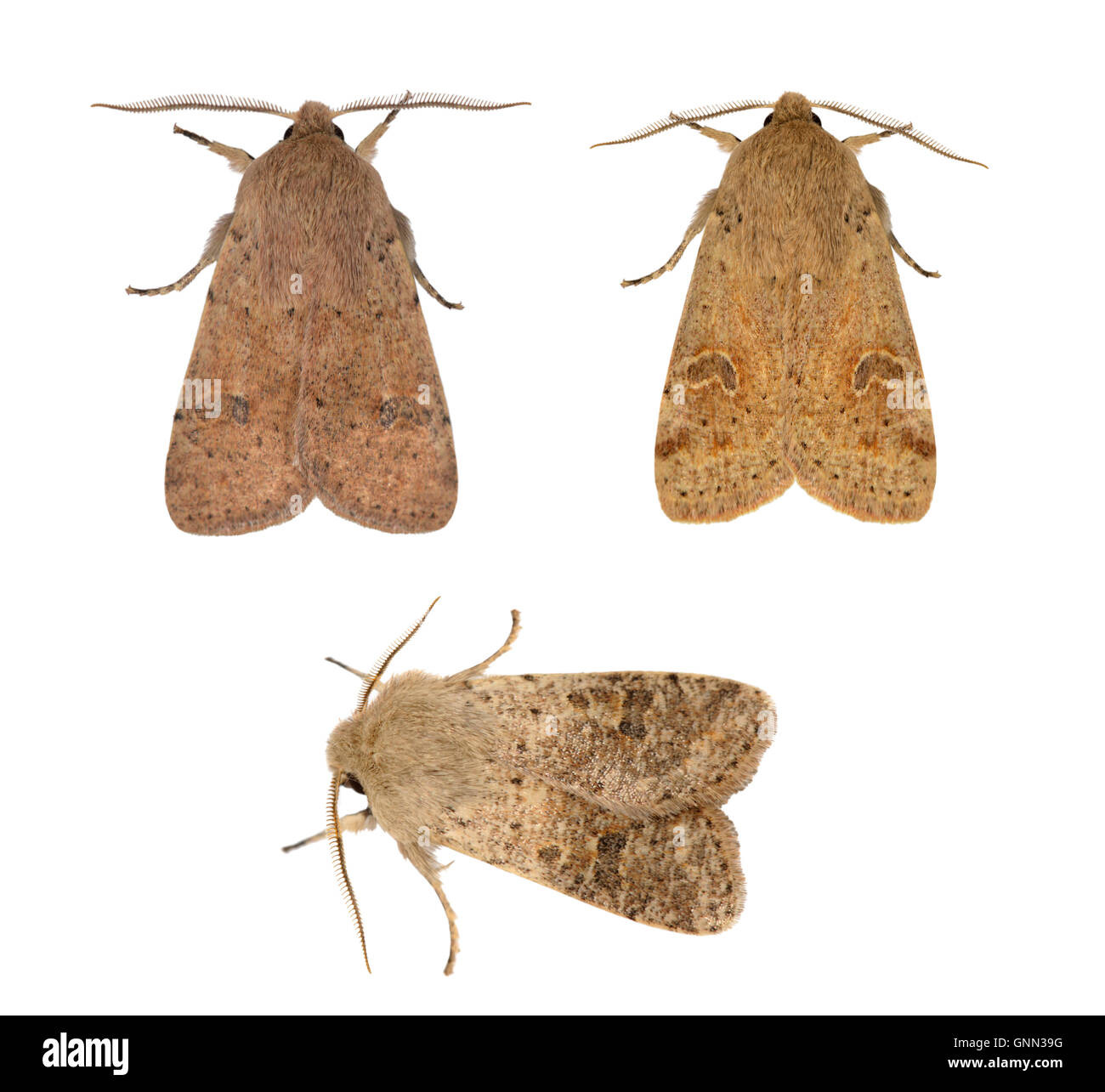 Small Quaker Orthosia cruda 73.245 (2182 Stock Photo - Alamy