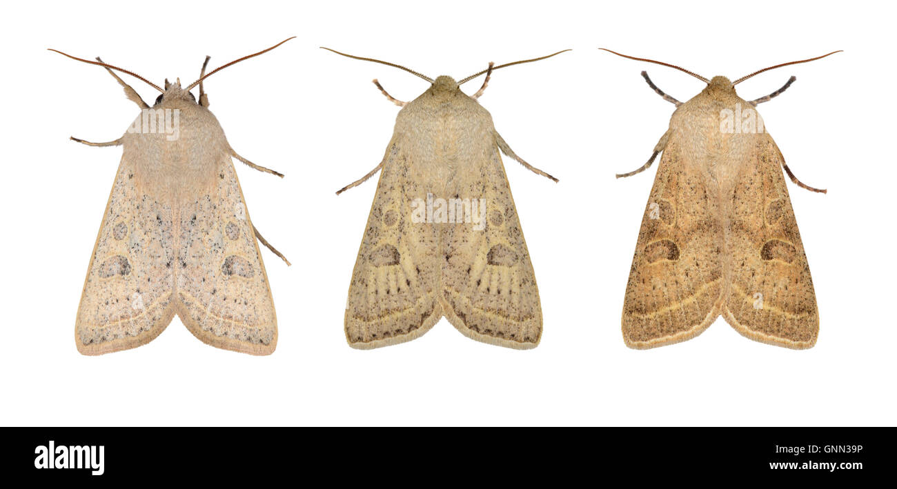 73.247 (2186) Powdered Quaker - Orthosia gracilis Stock Photo - Alamy