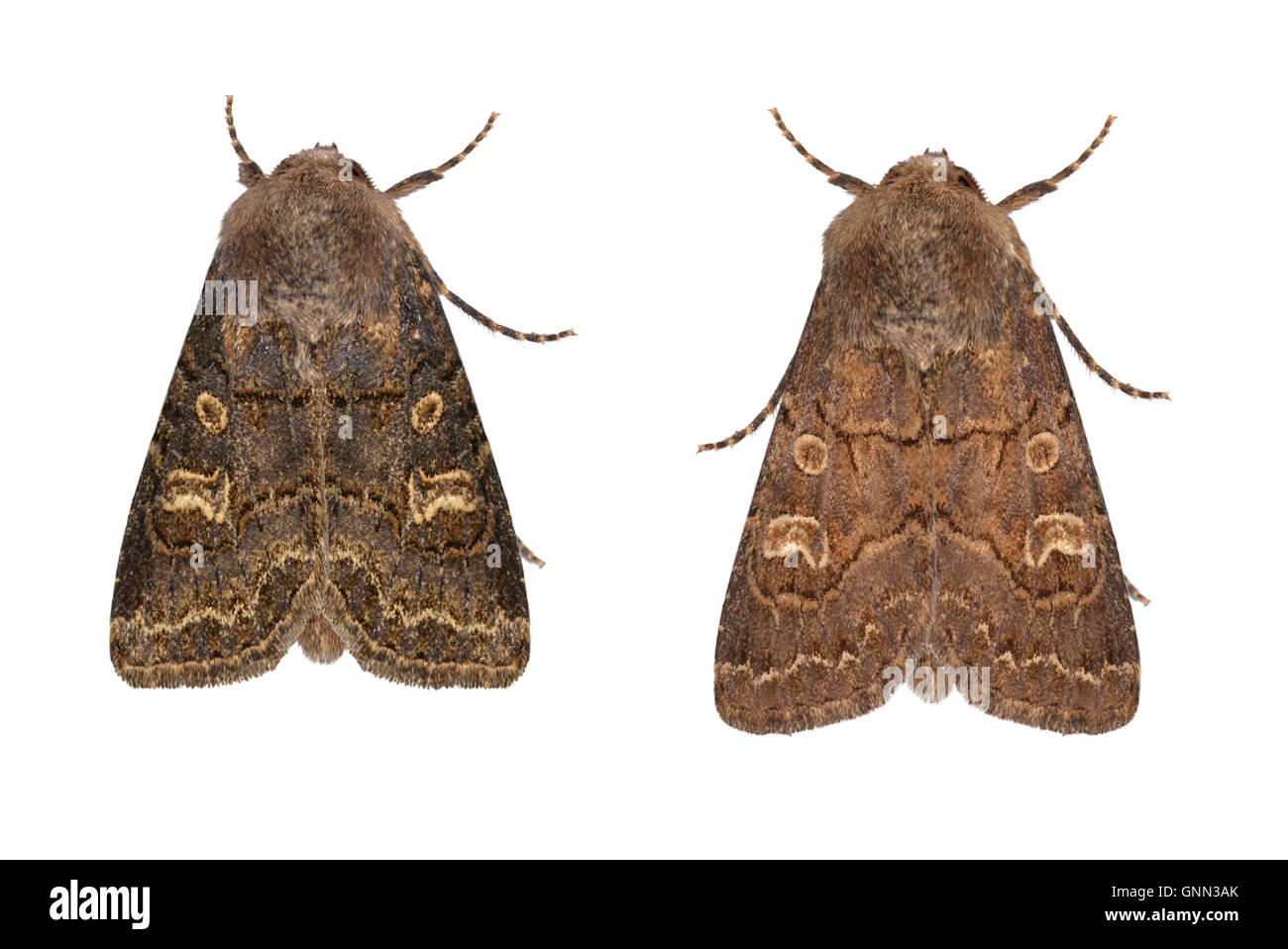 73.252 (2177) Hedge Rustic - Tholera cespitis Stock Photo - Alamy
