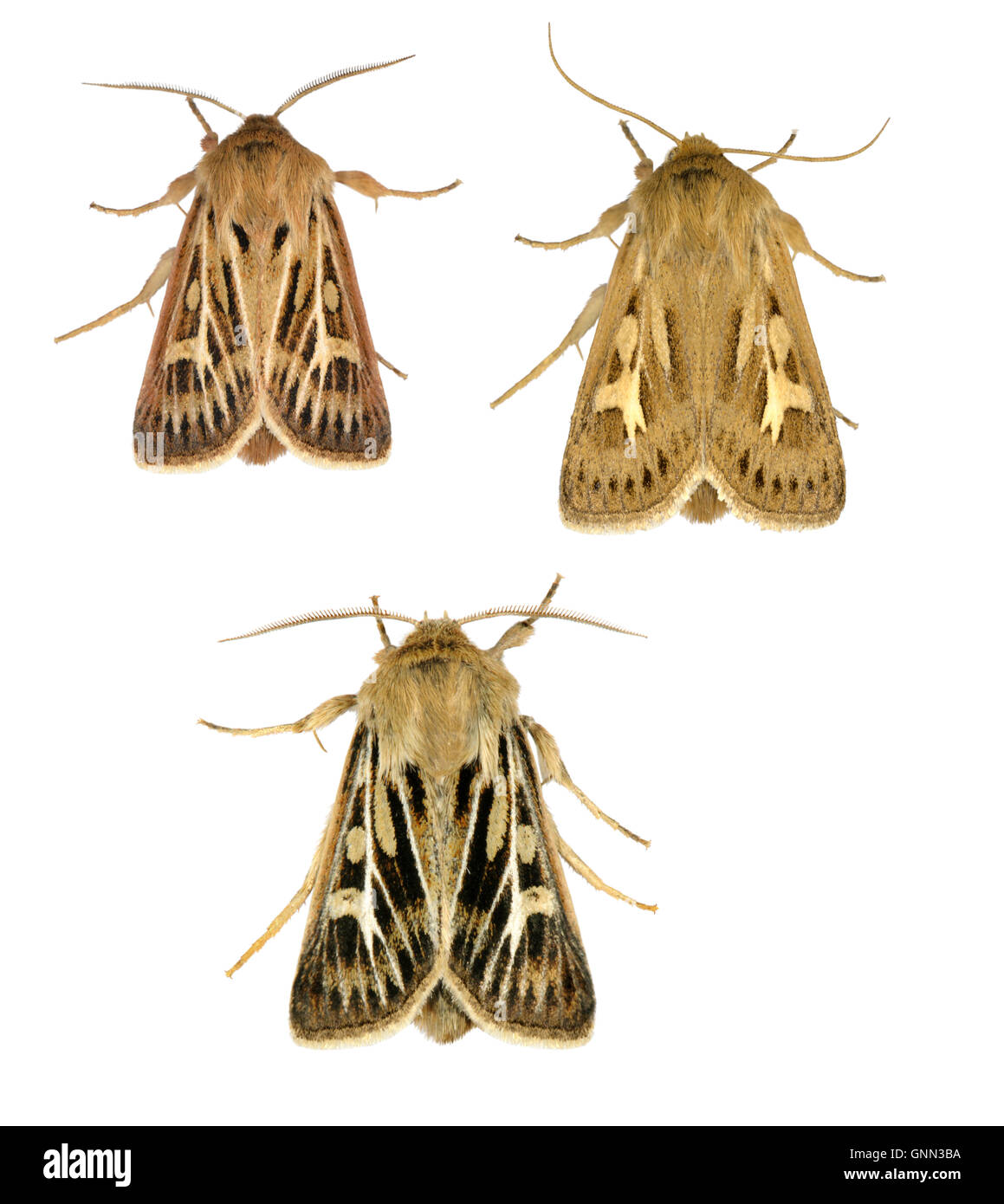 Antler Moth - Cerapteryx graminis Stock Photo - Alamy