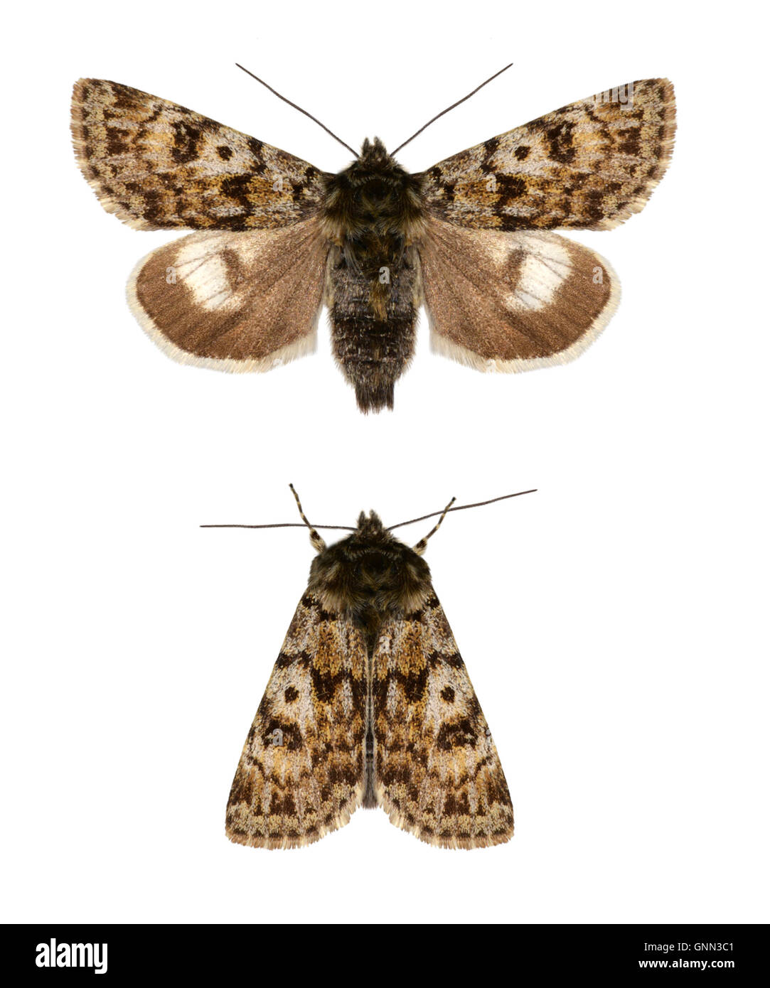 Bordered White Moths High Resolution Stock Photography and Images - Alamy