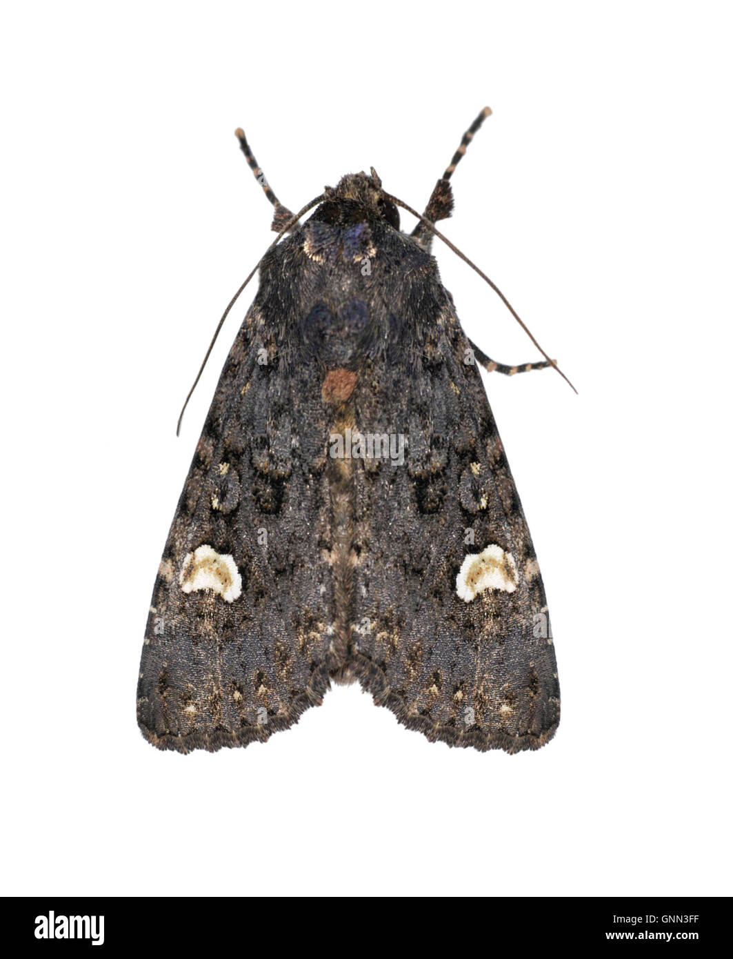 Dot moth hi-res stock photography and images - Alamy