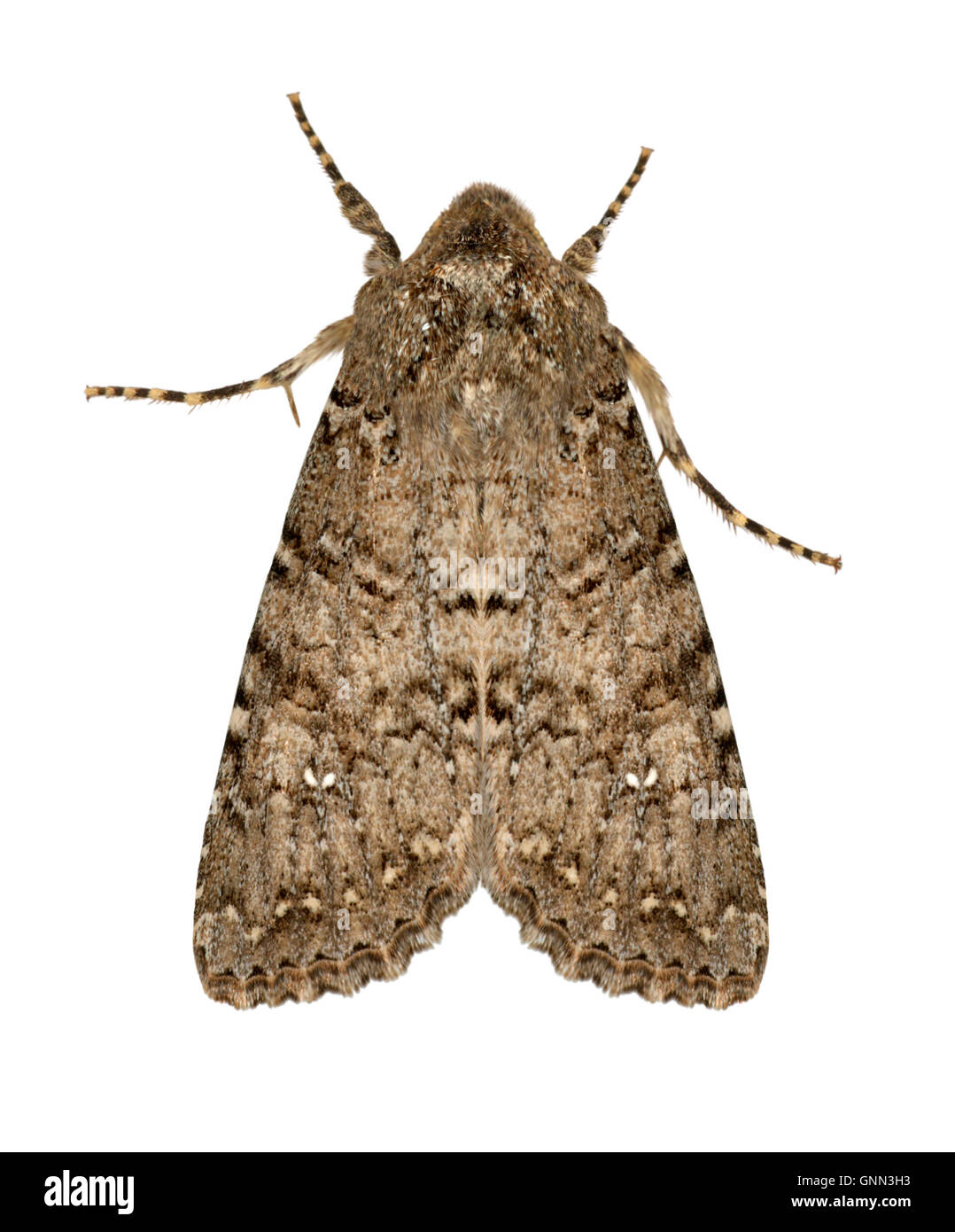 White colon moth hi-res stock photography and images - Alamy
