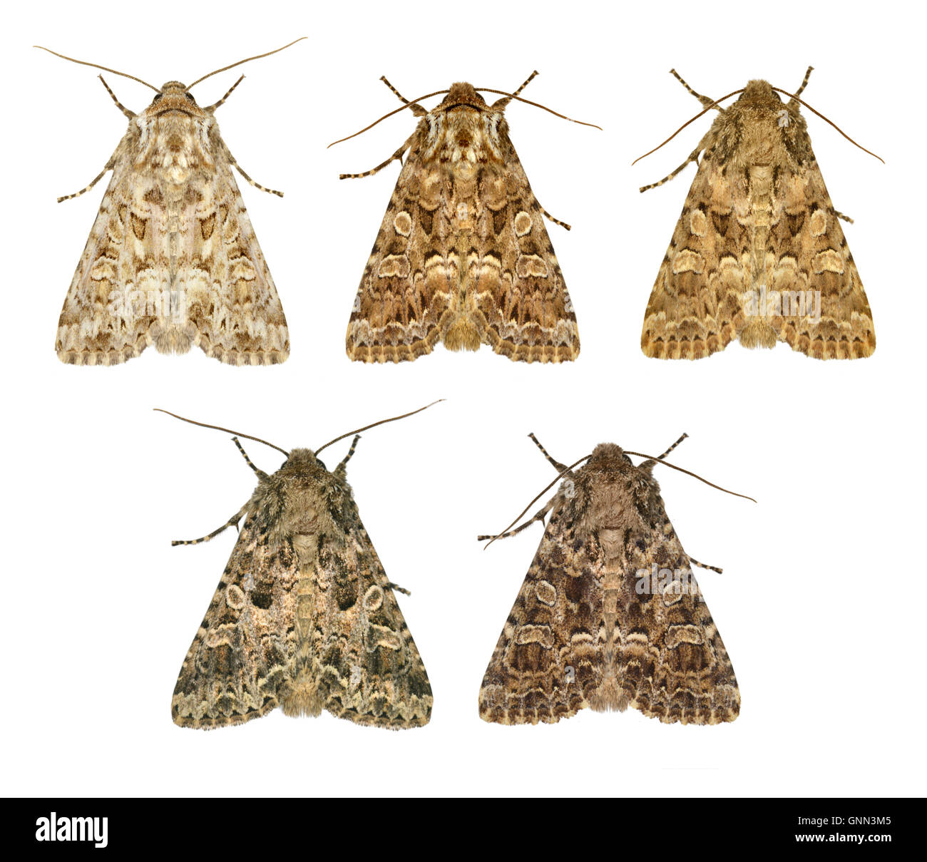 73.286 (2167) Tawny Shears - Hadena perplexa bottom right= pod lover ...