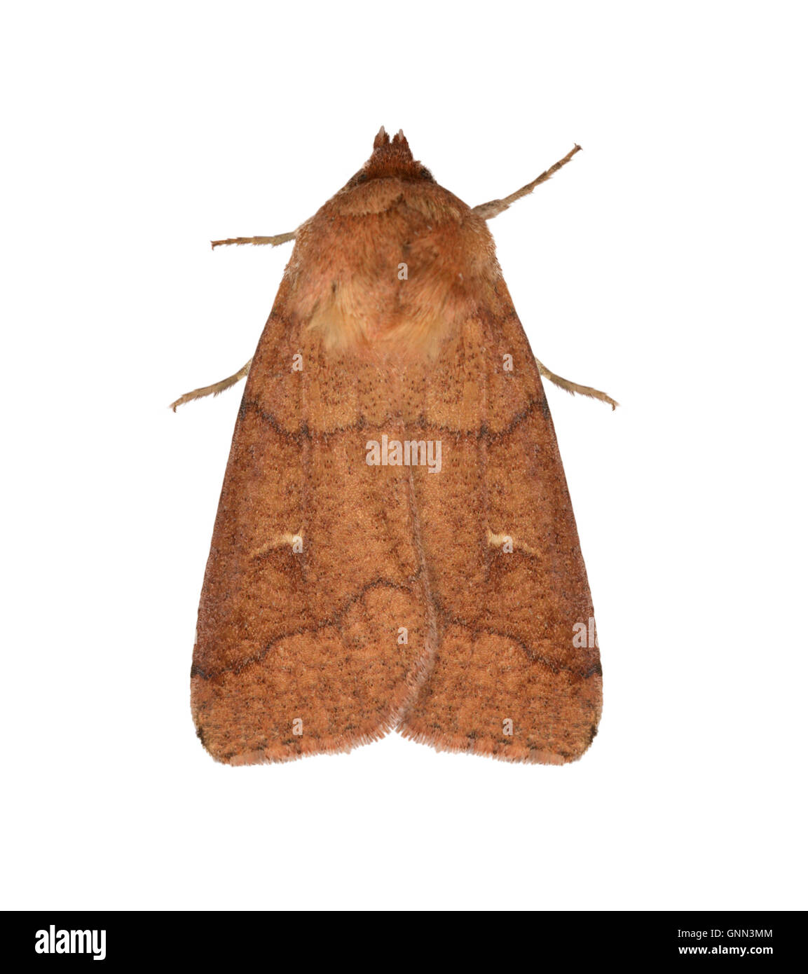 Double line moth hi-res stock photography and images - Alamy