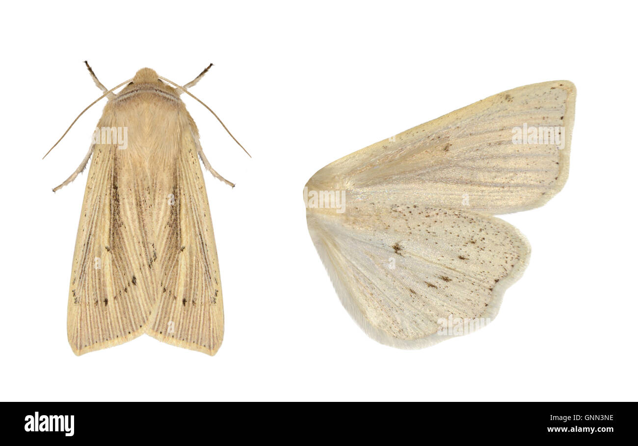 73.294 (2197) Southern Wainscot - Mythimna straminea Stock Photo - Alamy