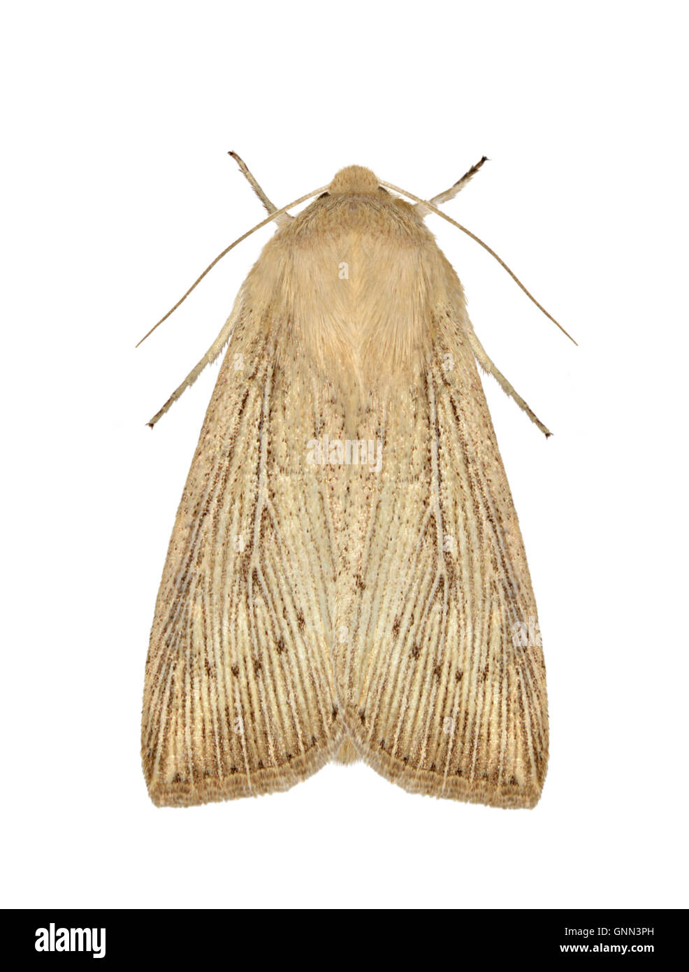 Obscure wainscot hi-res stock photography and images - Alamy