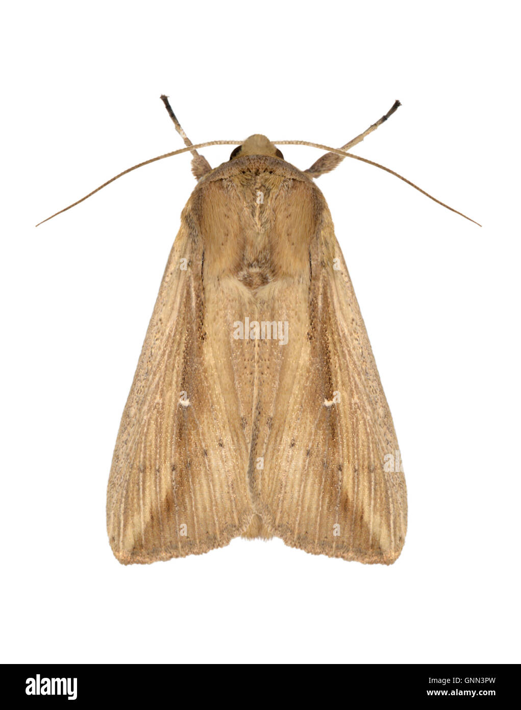 Leucania loreyi hi-res stock photography and images - Alamy