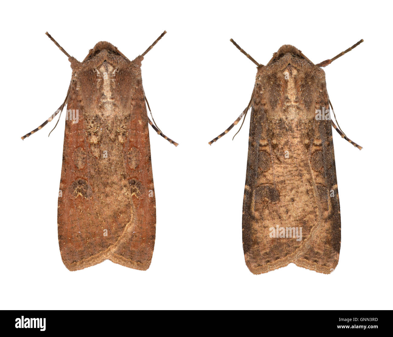 73.307 (2119) Pearly Underwing - Peridroma saucia Stock Photo - Alamy