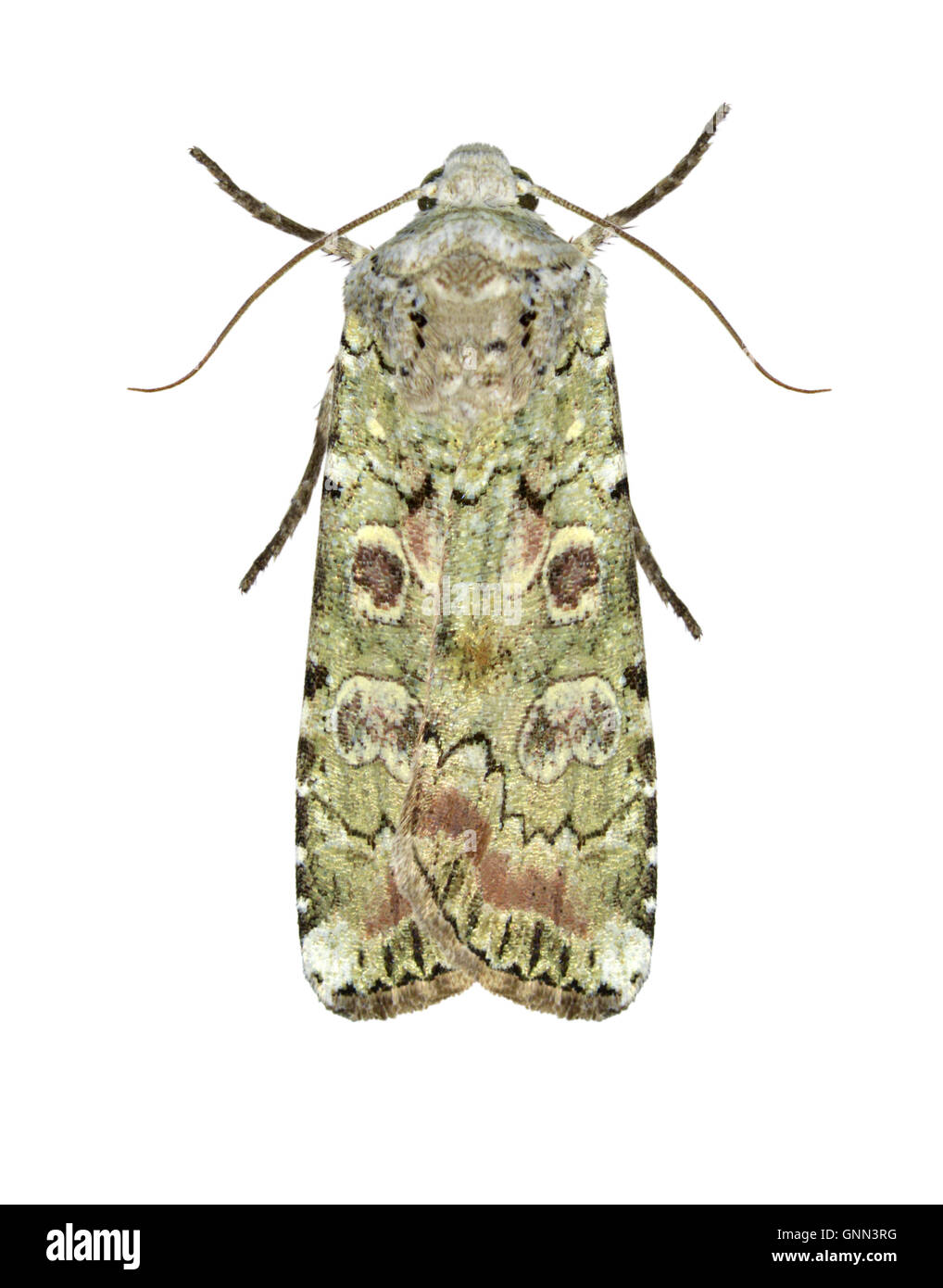 2099 Cut Out Stock Images & Pictures - Alamy