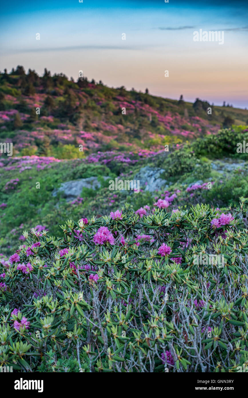 Rhododendron on Grassy Ridge Vertical during the June bloom Stock Photo ...