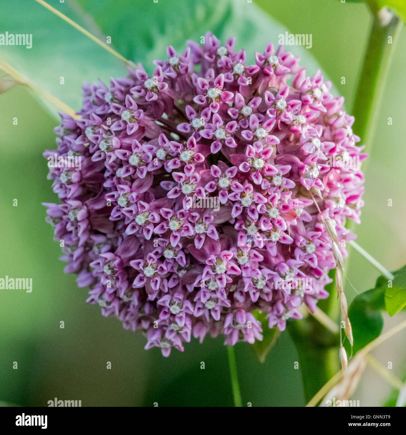 Pink Allium WildFlower blooms in summer Stock Photo - Alamy