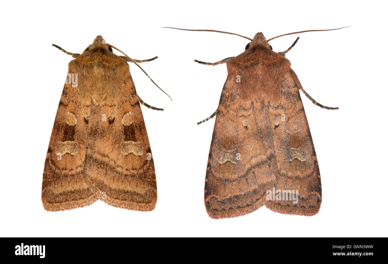 Square spot hi-res stock photography and images - Alamy