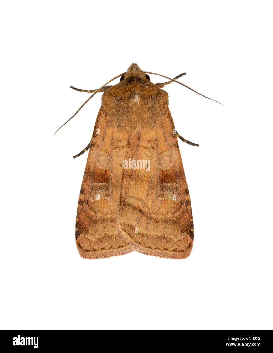 73.335 (2124) Fen Square-spot - Diarsia florida Stock Photo - Alamy