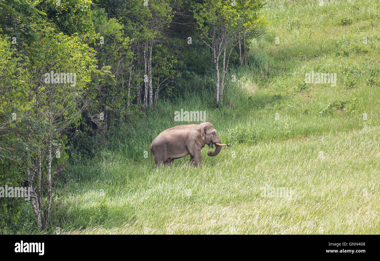 Green grass elephant hi-res stock photography and images - Alamy
