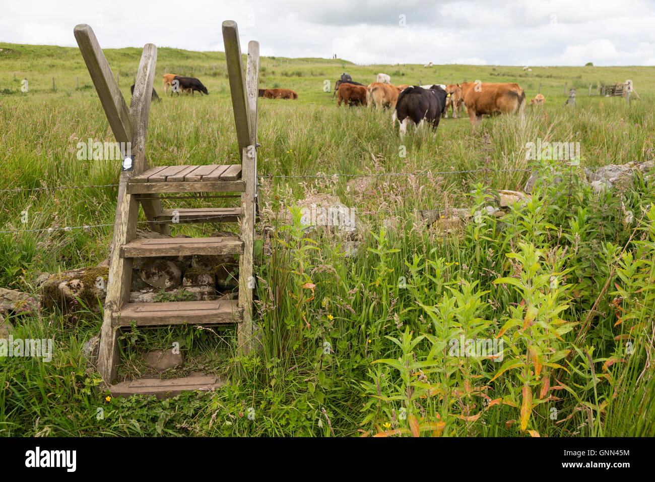 Northumberland, England. Ladder Stile on way to Brocolitia Mithraic ...