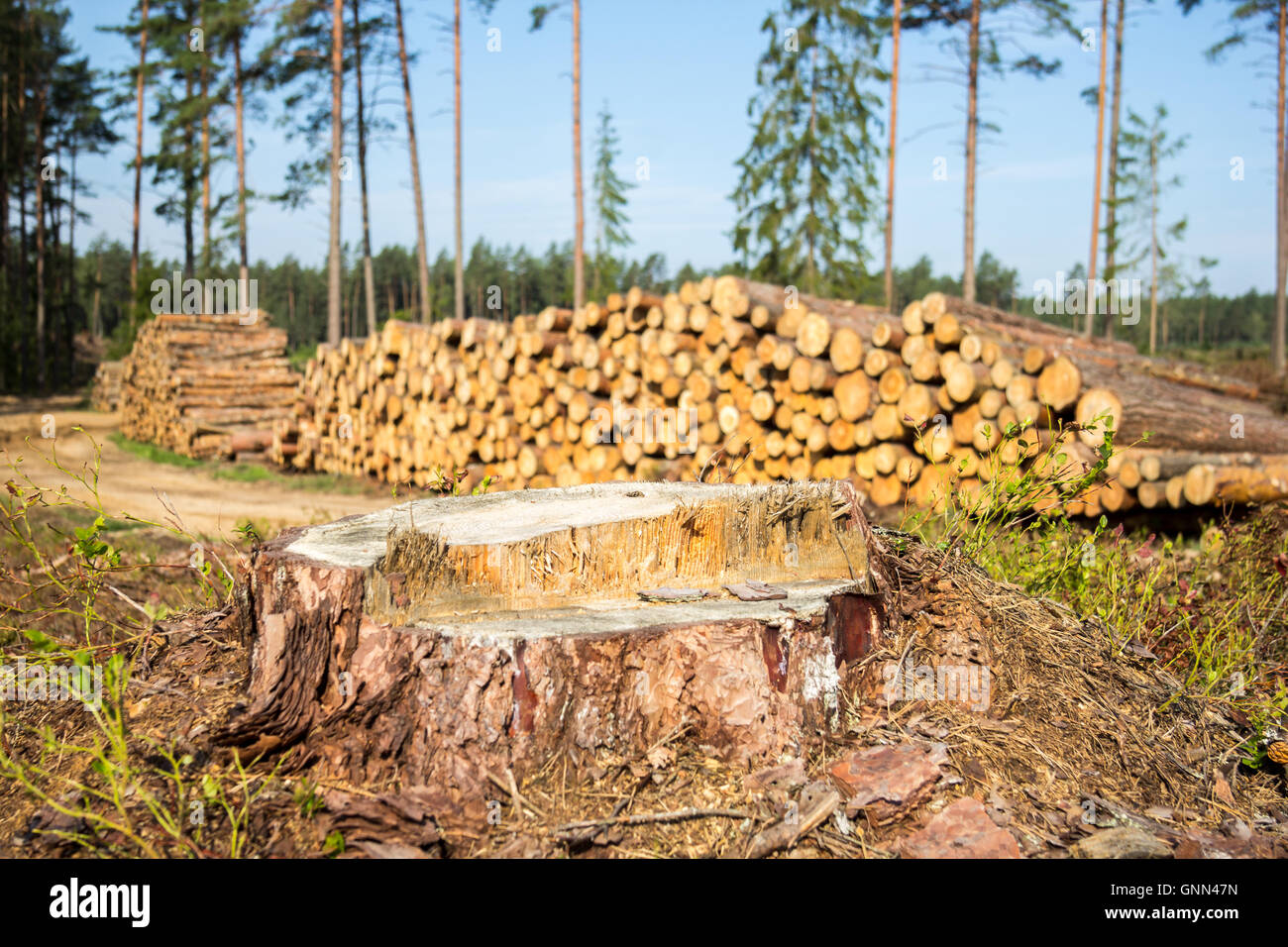 tree trunk in a forest Stock Photo - Alamy