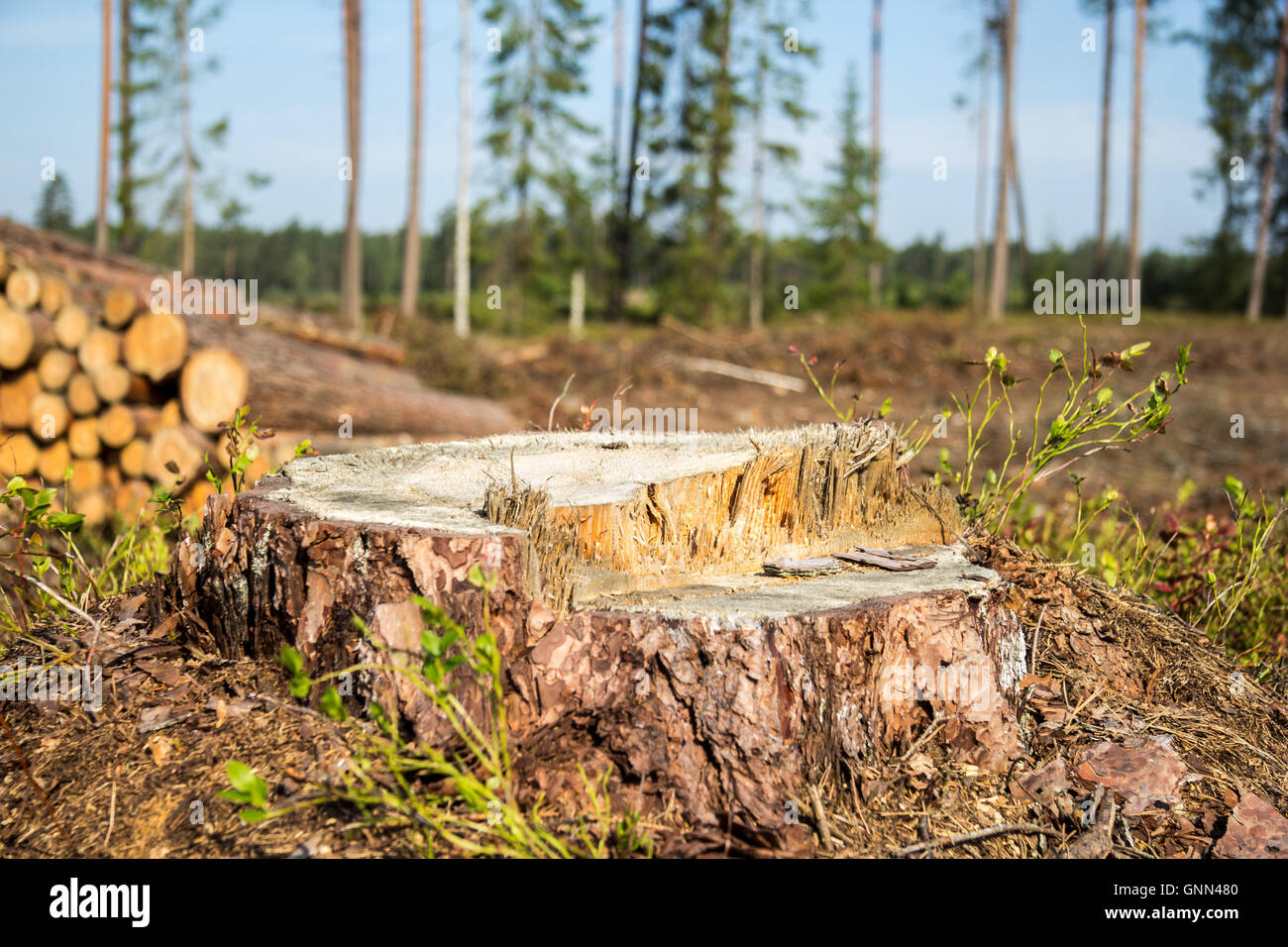 Drying trunk hi-res stock photography and images - Alamy