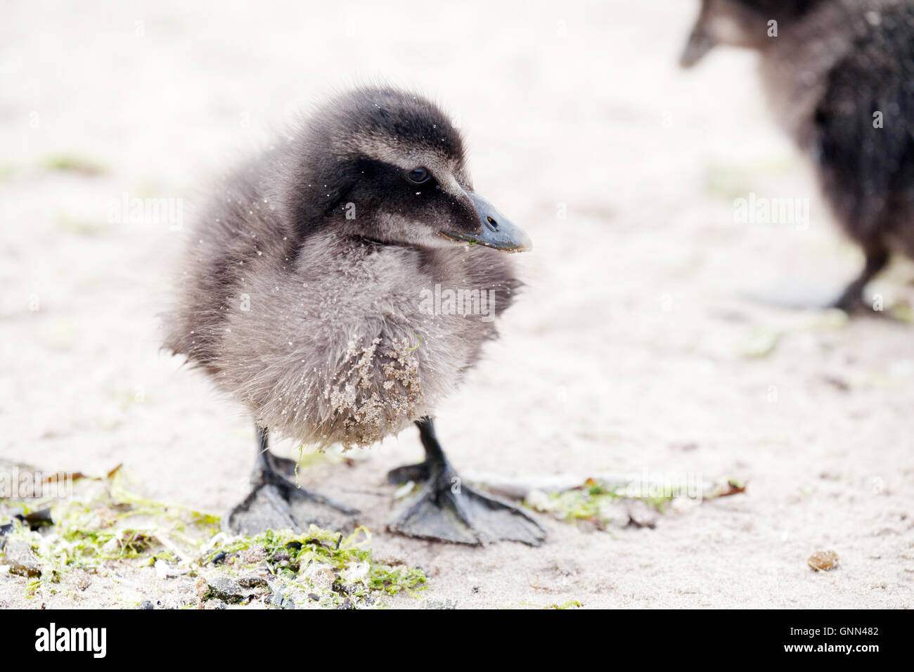 Baby eider duck chick on Seahouses beach Northumberland England Great ...