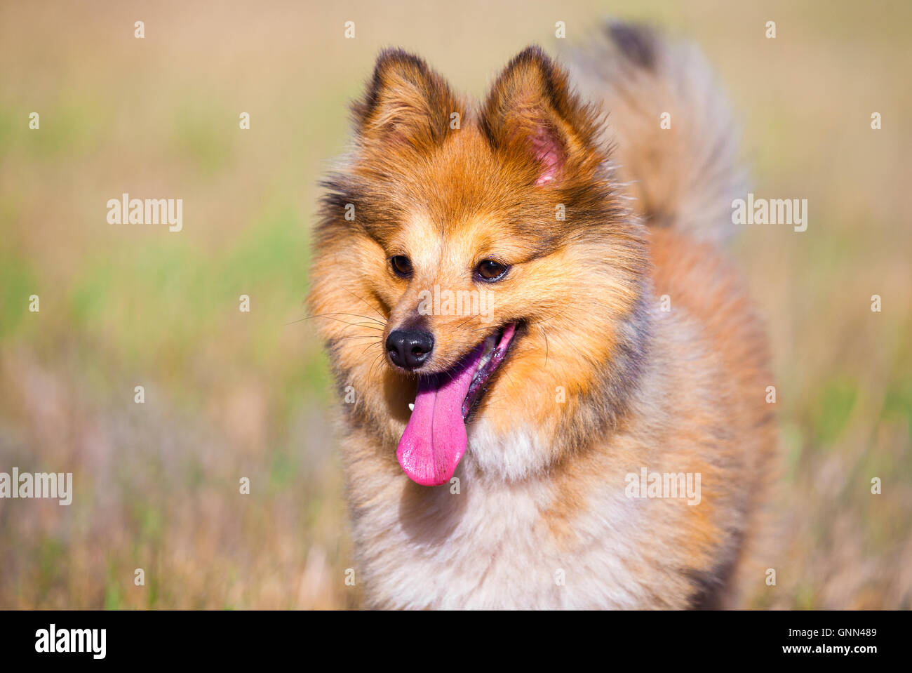 Female sheepdog hi-res stock photography and images - Alamy