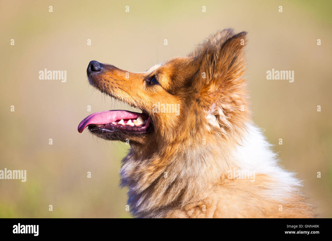 Sheepdog barking hi-res stock photography and images - Alamy