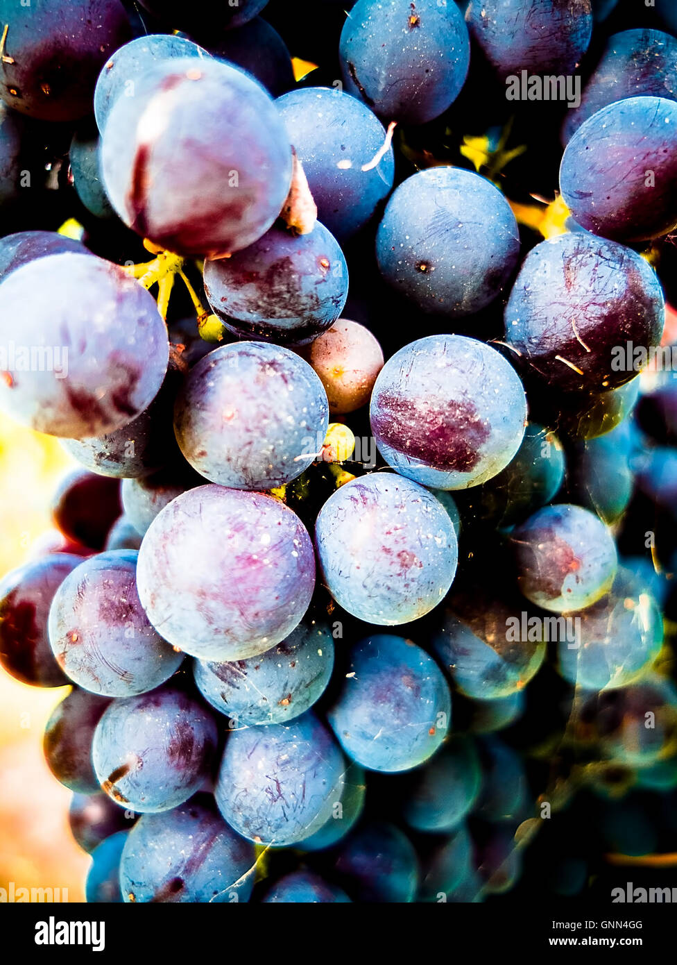 barolo ripe grapes ready for harvest Stock Photo - Alamy