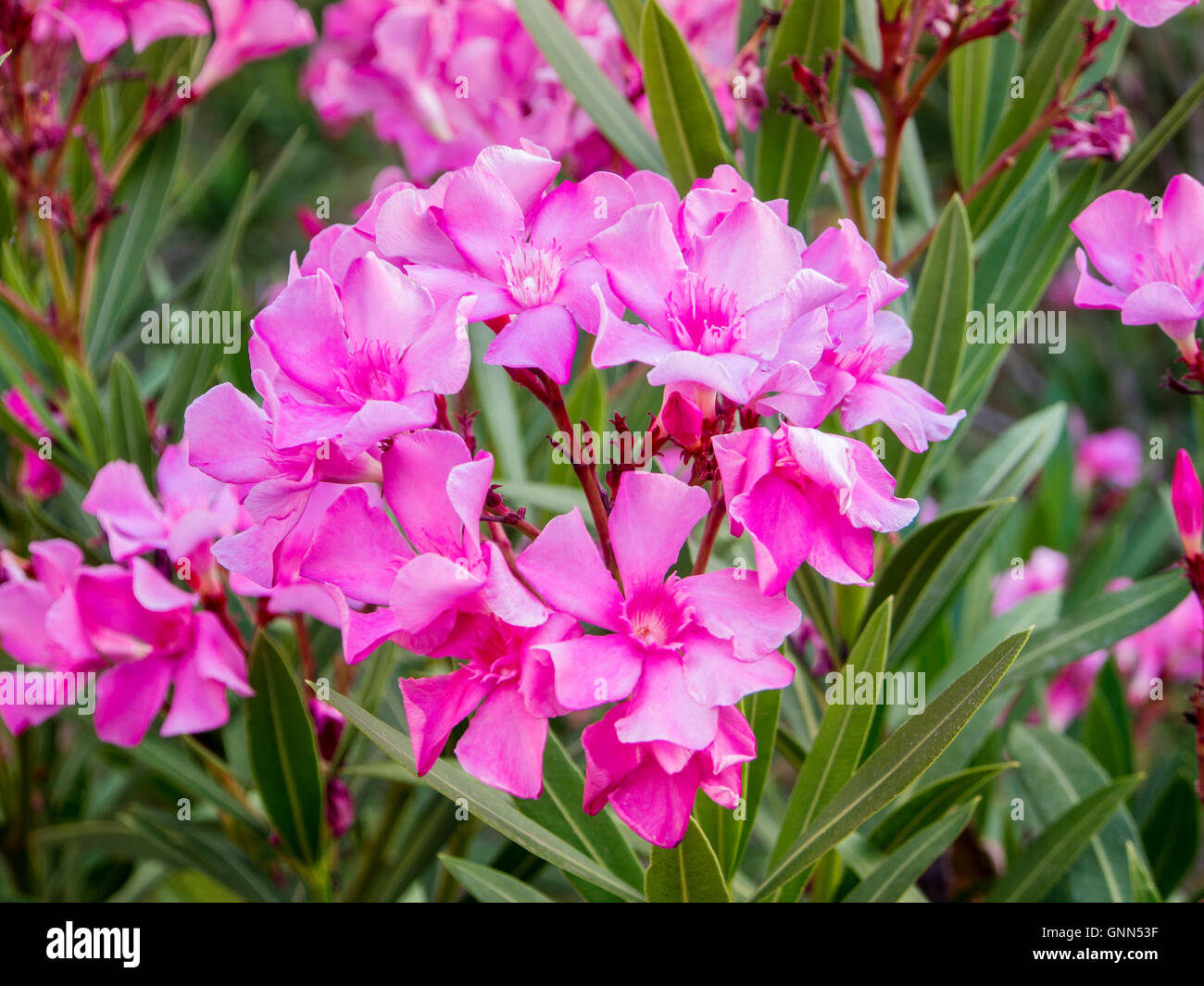Oleander flower (Nerium oleander). Natural Park, Sierra de Mijas ...
