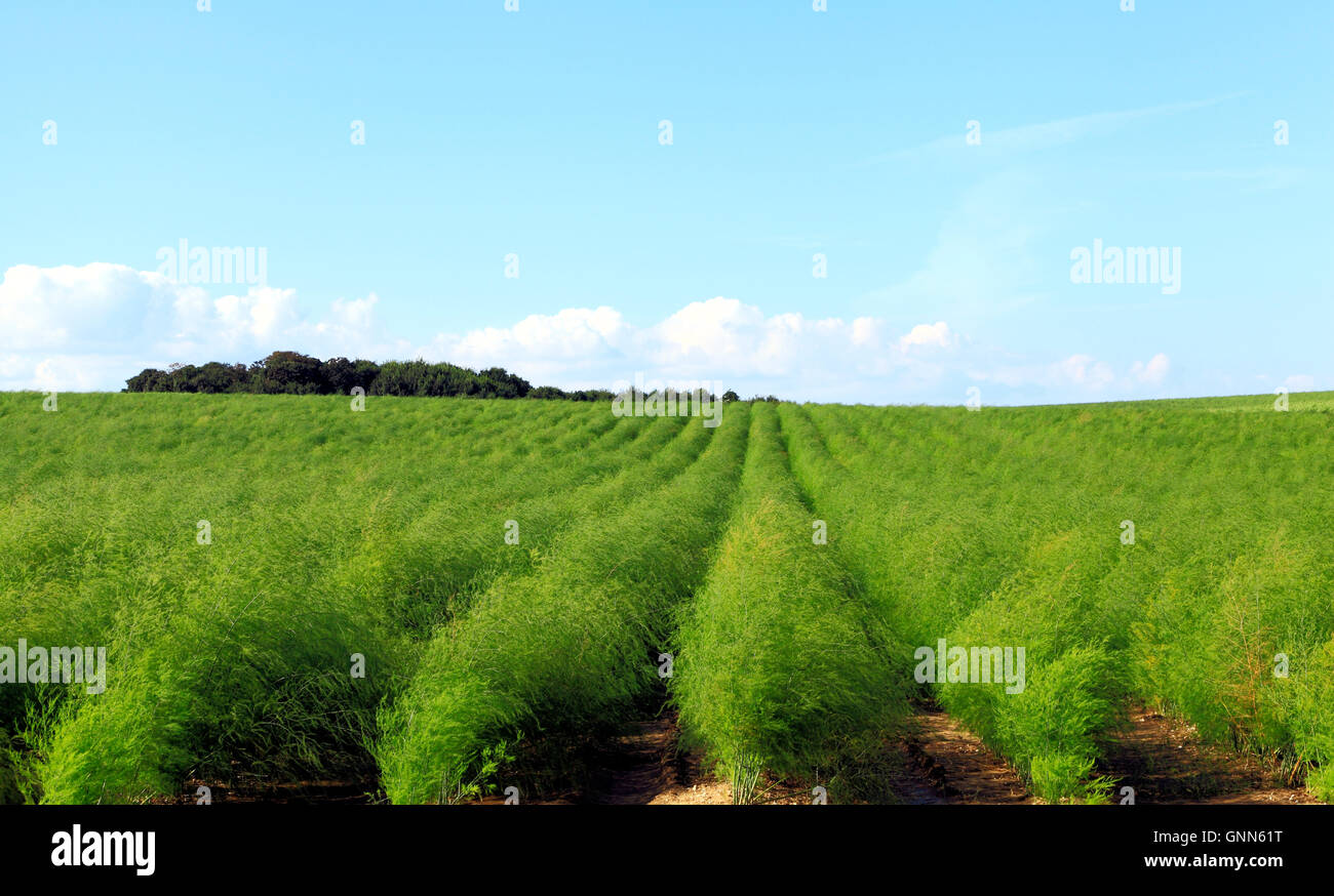 Asparagus, agricultural commercial field crop, Thornham Norfolk England ...