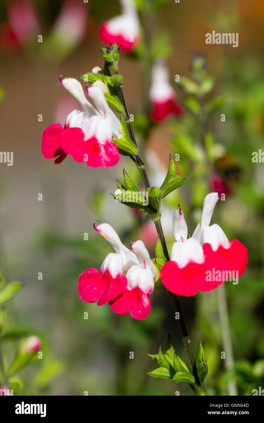 Red lipped white flowers of the shrubby, slightly tender Mexican sage ...