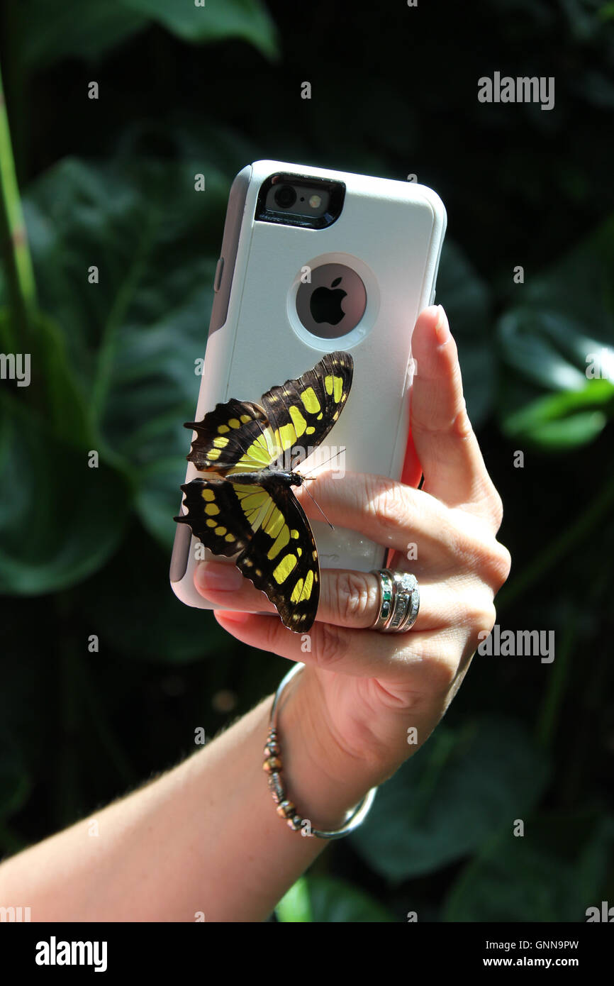 Inches butterfly hi-res stock photography and images - Alamy