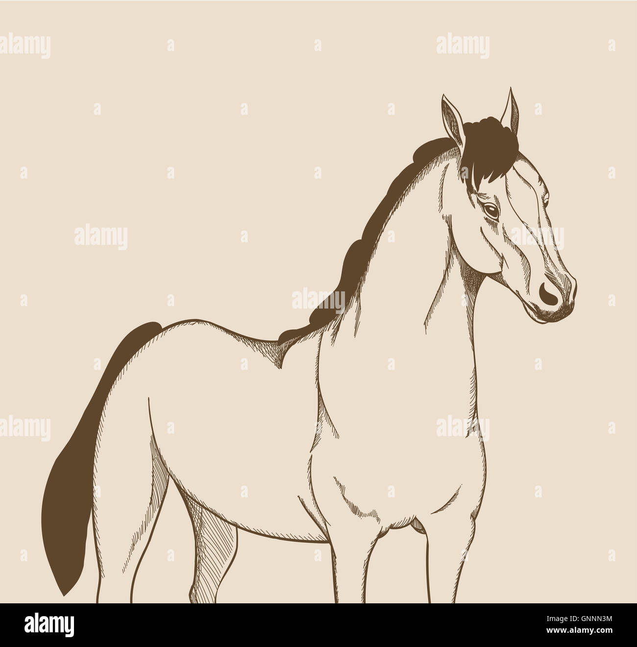 Equine drawing hi-res stock photography and images - Alamy