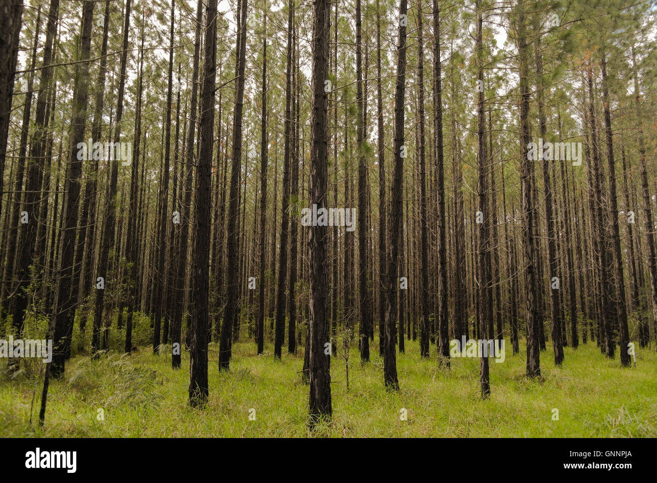 Pine tree plantation at toolara state forest - Queensland - Australia ...