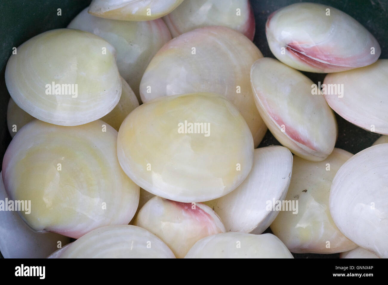 Tigerina mussel shell hi-res stock photography and images - Alamy