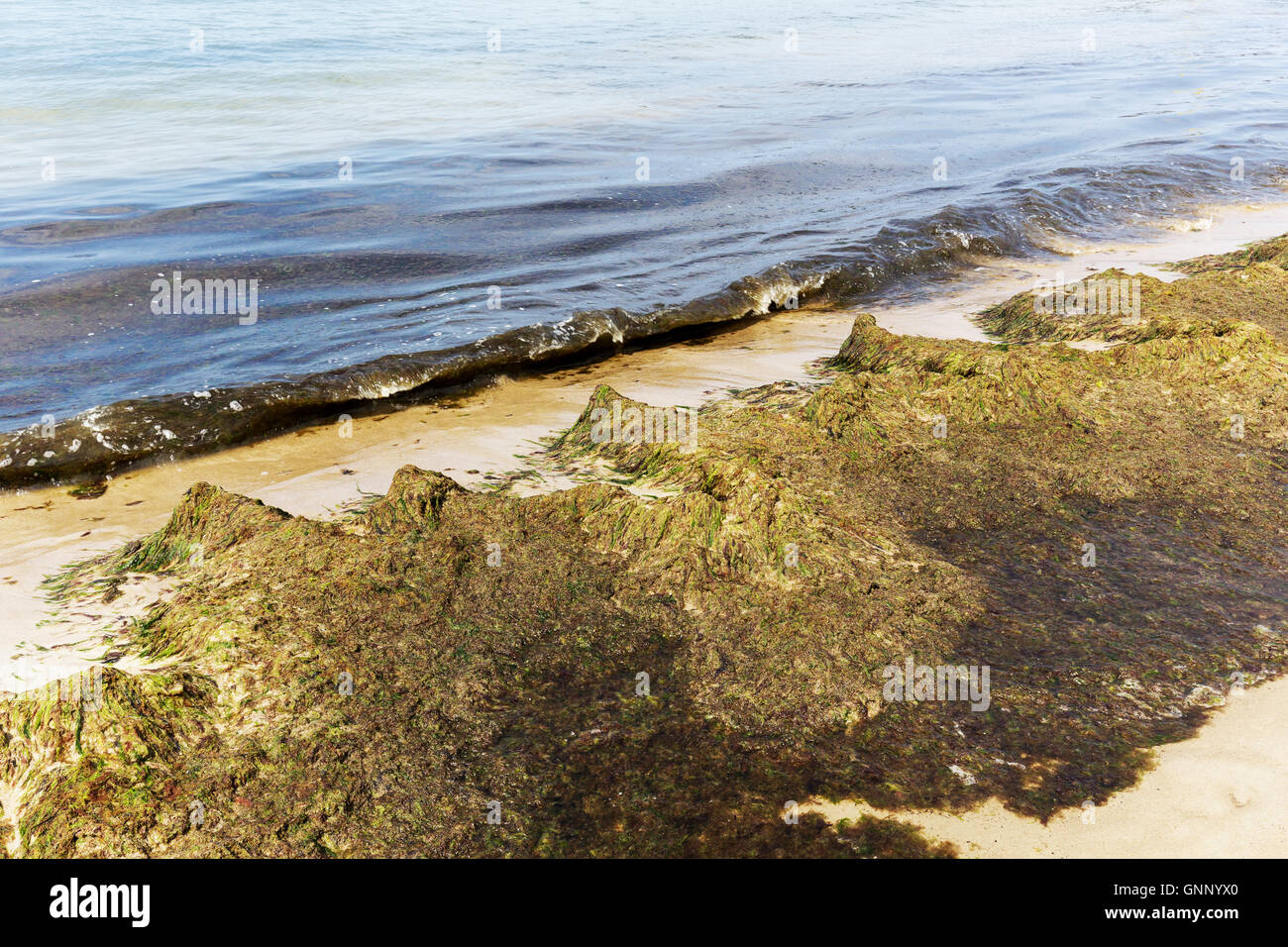 Seaweeds covered water hi-res stock photography and images - Alamy