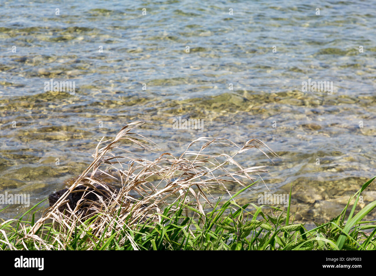 The grass on the lake shore in Rapperswil Stock Photo - Alamy