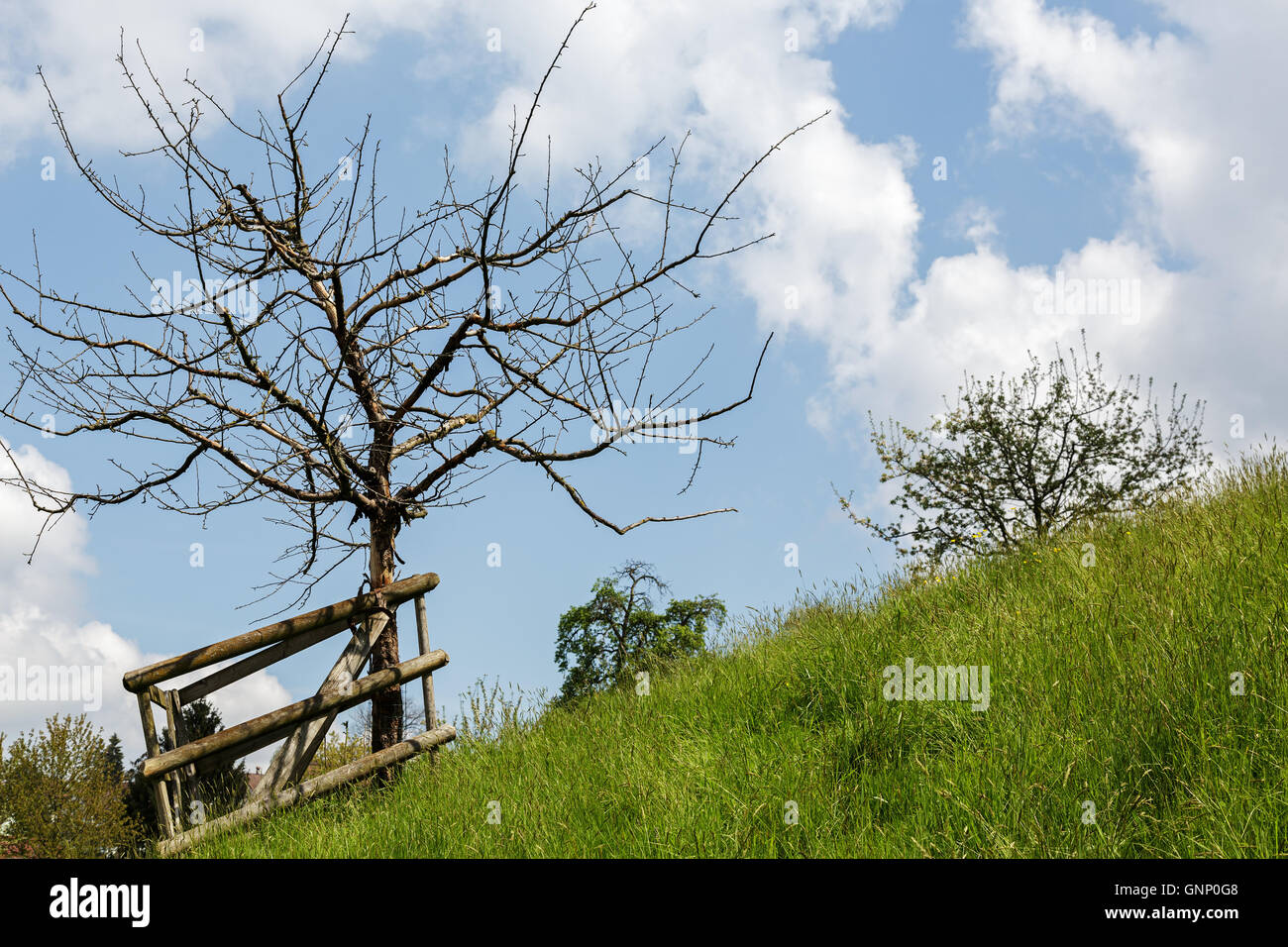 Tree on a slope Stock Photo - Alamy