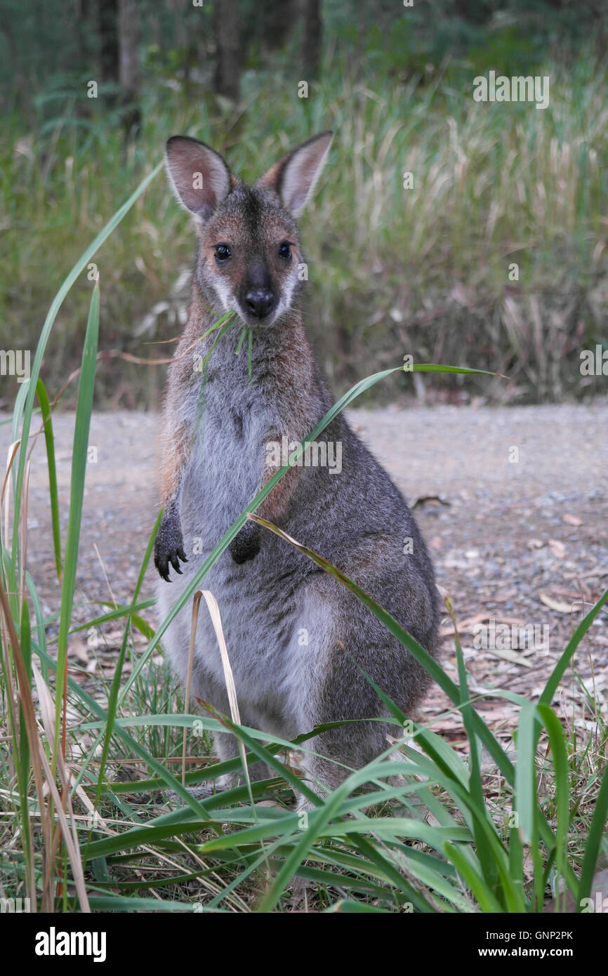 Bennett wallaby in a National Park near the Gold Coast - Queensland ...
