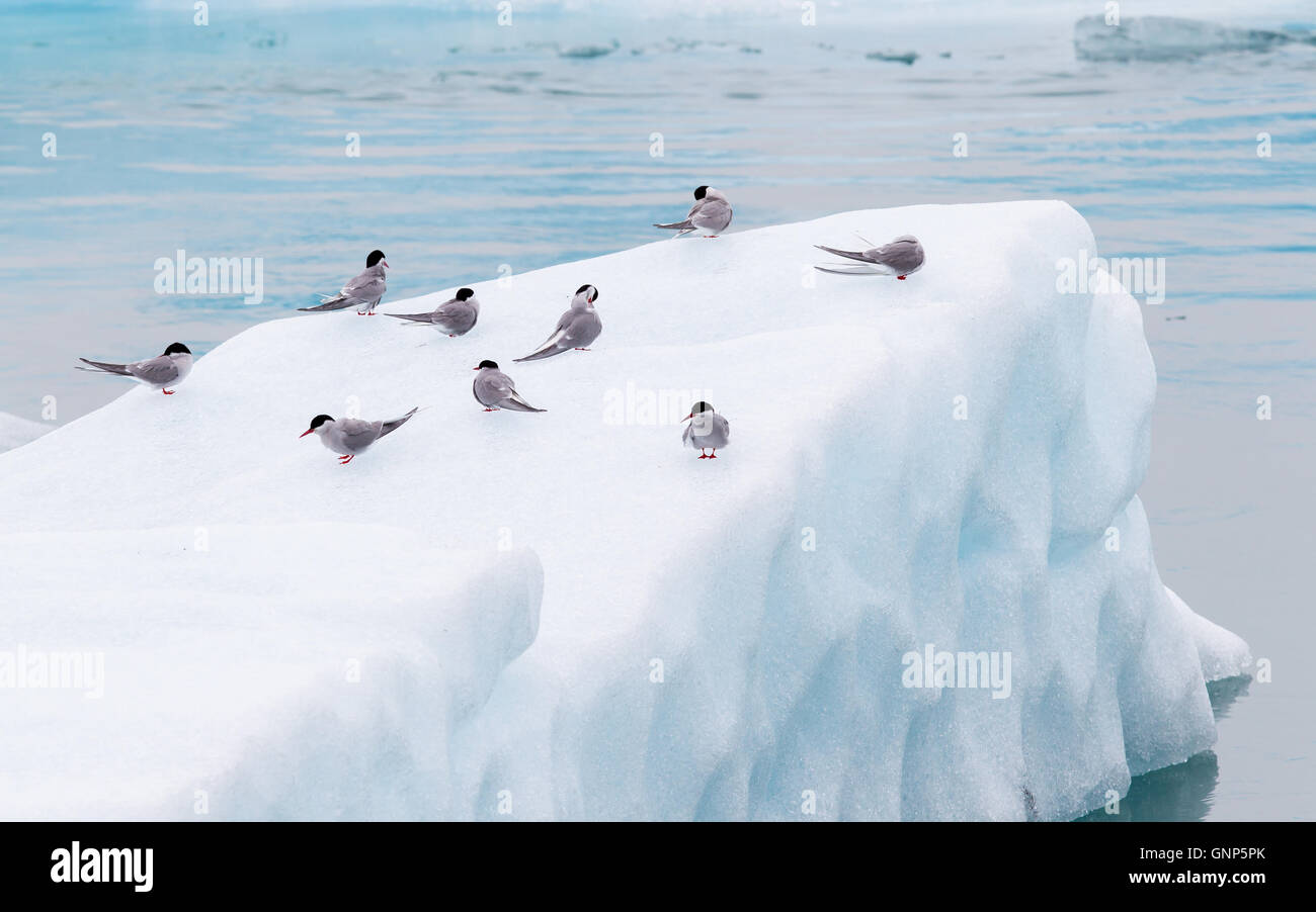 Birdlife in Jokulsarlon, a large glacial lake in southeast Iceland ...