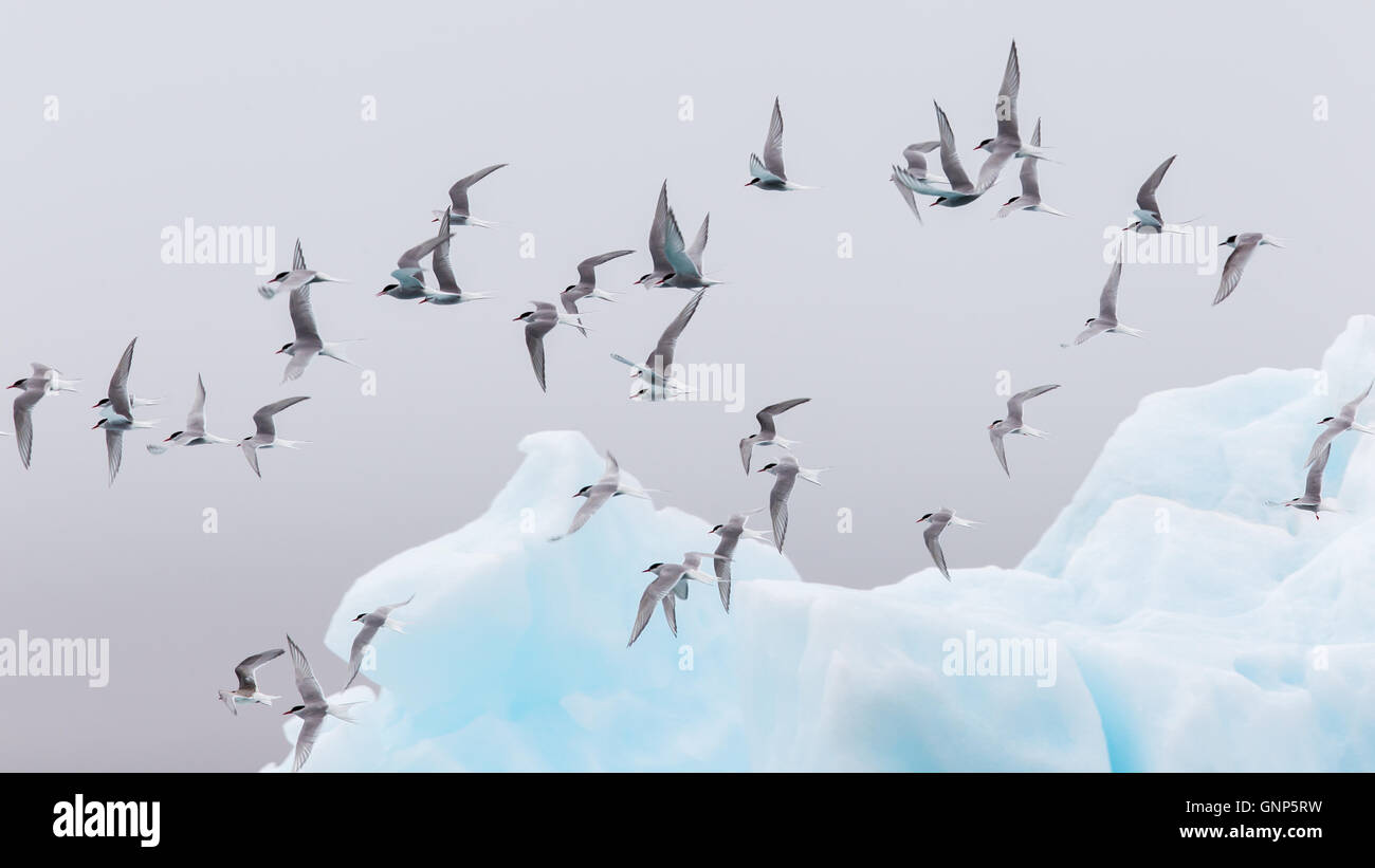 Birdlife in Jokulsarlon, a large glacial lake in southeast Iceland ...