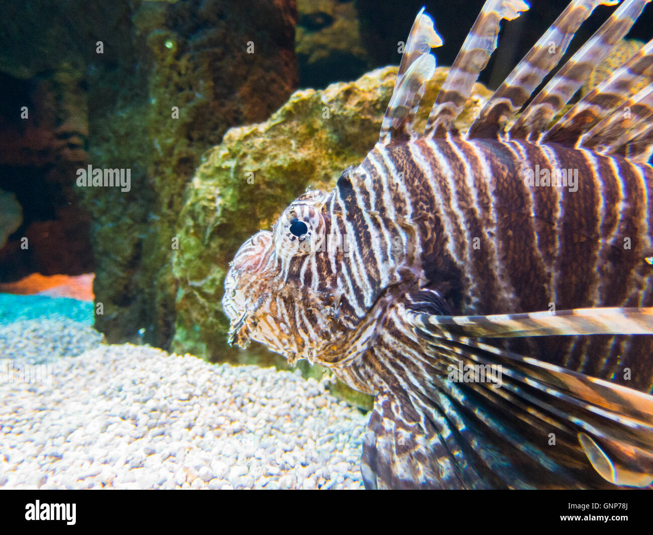 saltwater tropical fish named spotfin lionfish or broadbarred firefish ...