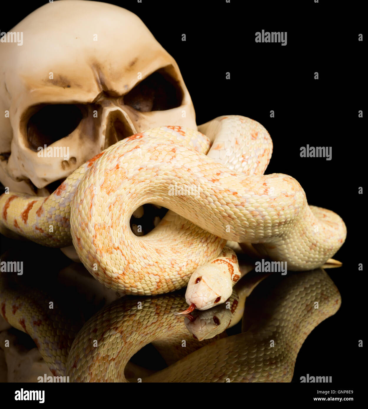 Skull serpent hi-res stock photography and images - Alamy