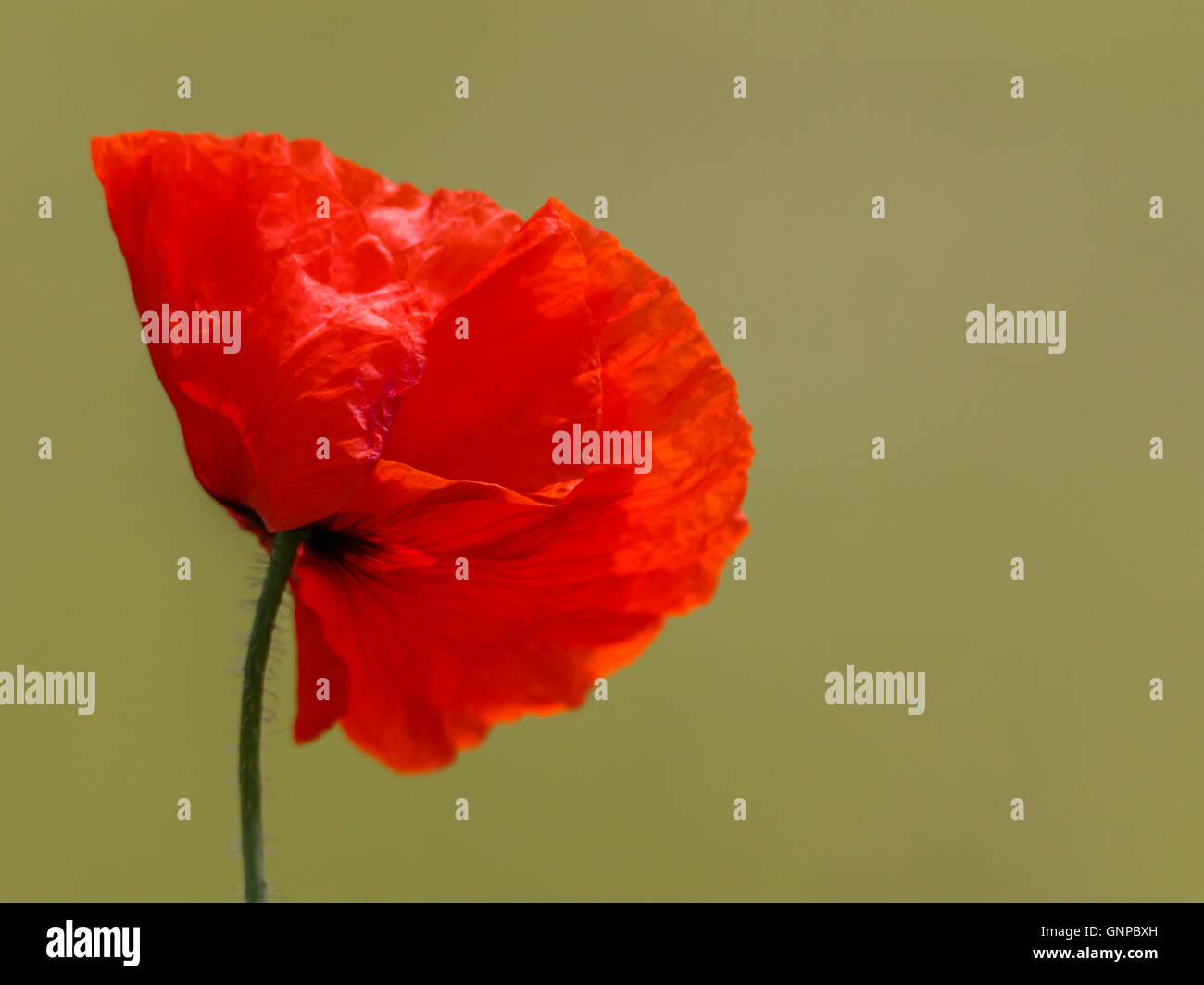 A single poppy Stock Photo - Alamy