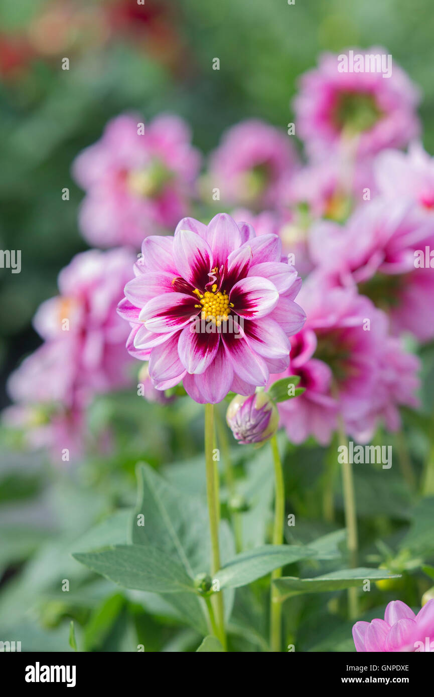 Dahlia 'Dalaya yogi' flowers. Dahlia hybrida Stock Photo - Alamy