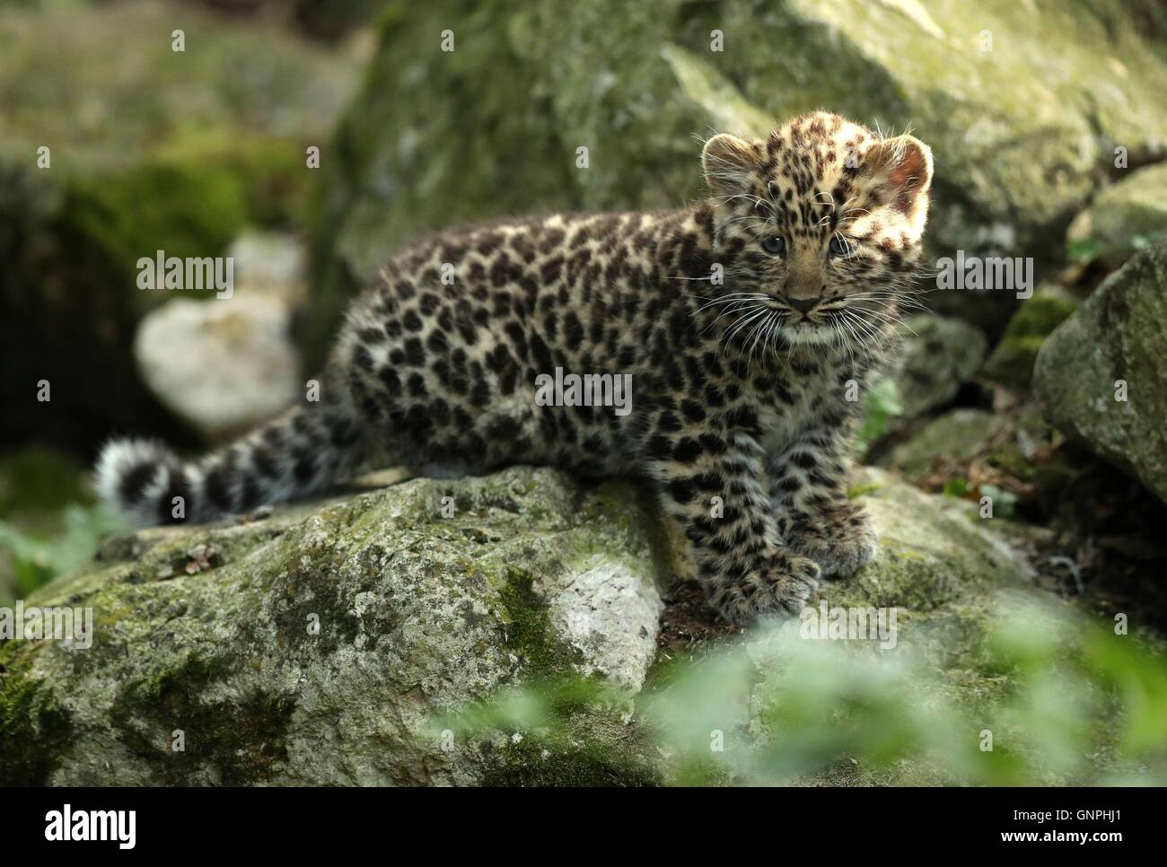 One of two male Amur leopard cubs leaves his enclosure as he ventures ...
