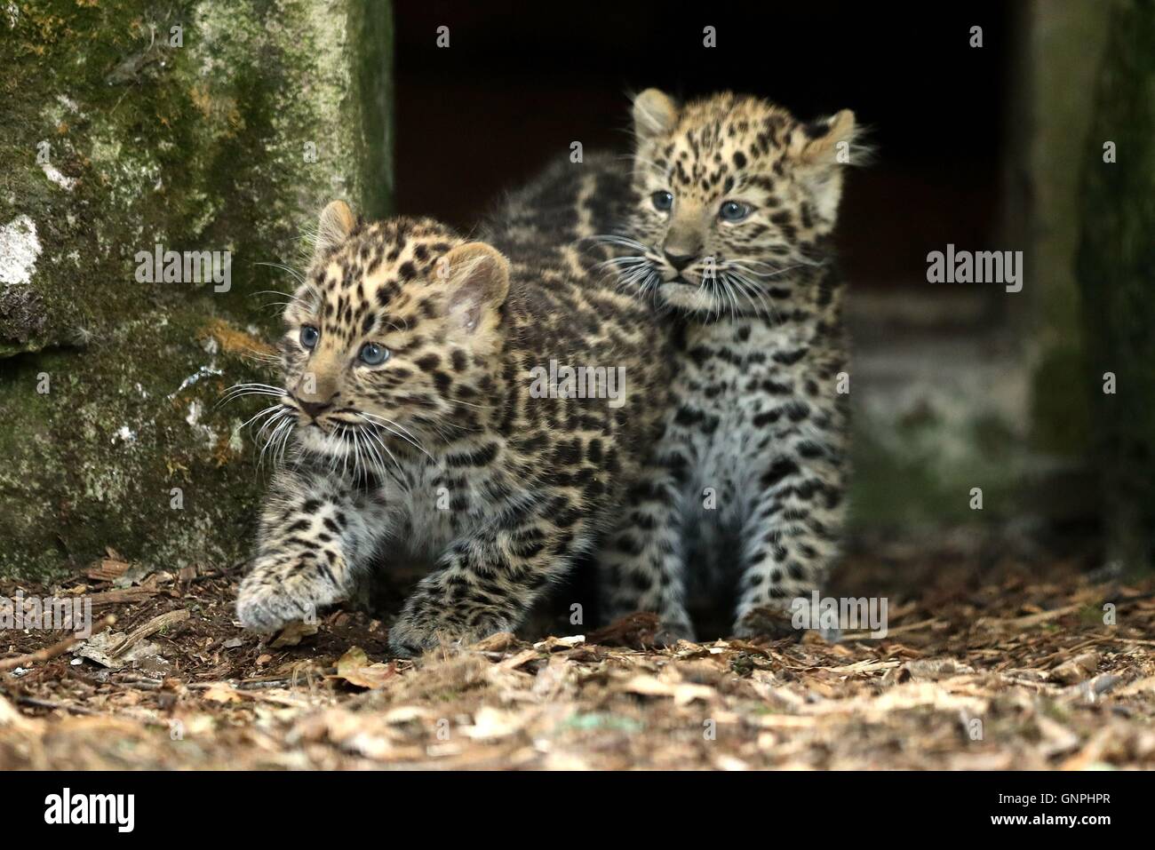 Amur leopard cubs hi-res stock photography and images - Alamy